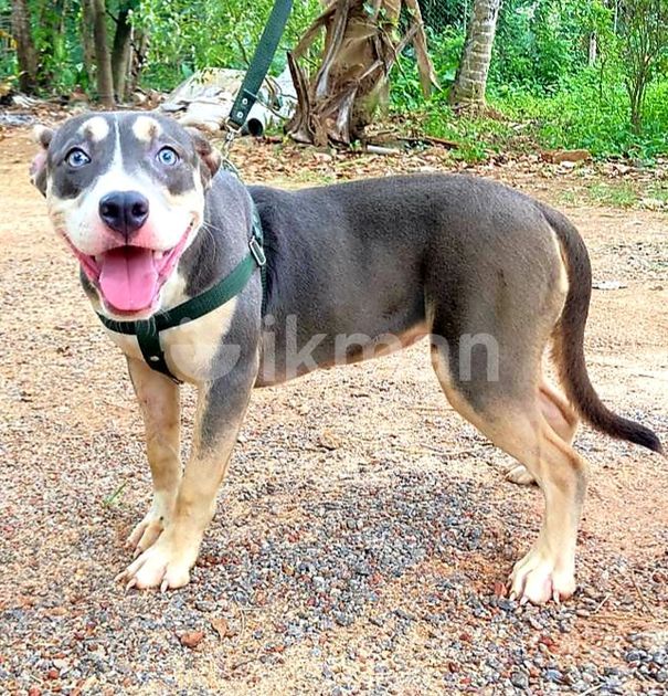 American Bully Puppies. for Sale in Ja-Ela | ikman