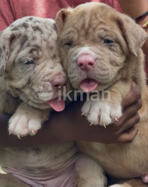 American Bully Puppies XL for Sale in Negombo | ikman