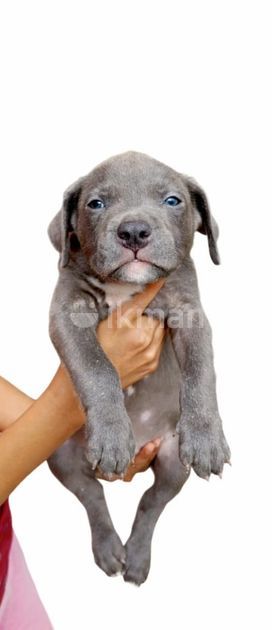 American Bully XL Puppies for Sale in Dehiwala | ikman