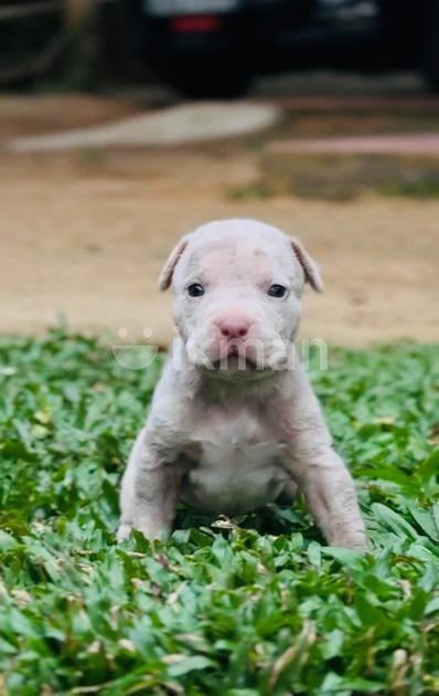 American Pitbull XL Puppies for Sale in Weligama | ikman