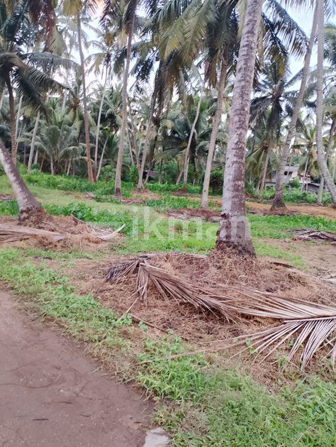 Anamaduwa : 100 Acres Coconut Estate for sale | ikman