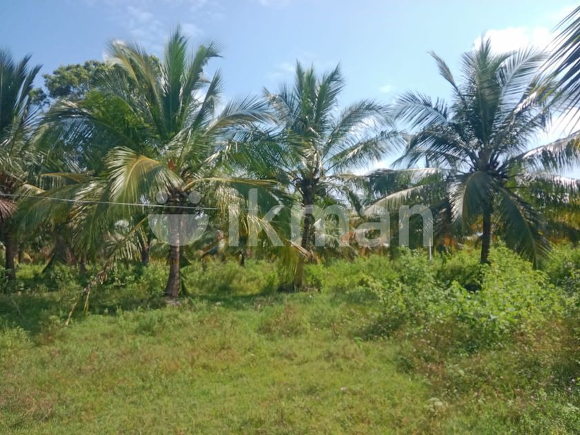 Anamaduwa 55 Acres Coconut Land for Sale | ikman
