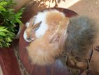 Angora Rabbit for Sale in Negombo | ikman