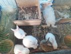 Angora Rabbit for Sale in Negombo | ikman