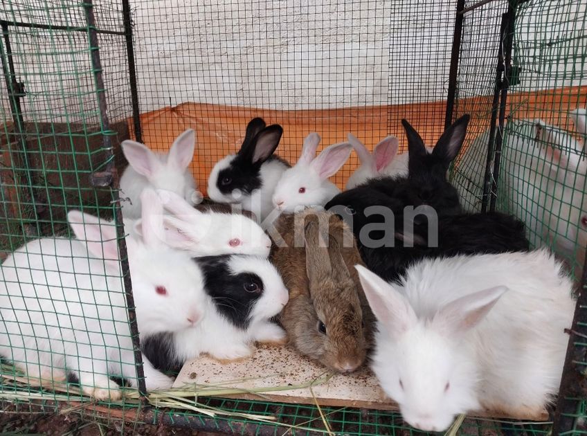 Angora Rabbit for Sale in Mirigama | ikman