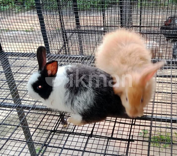 Angora Rabbits for Sale in Divulapitiya | ikman