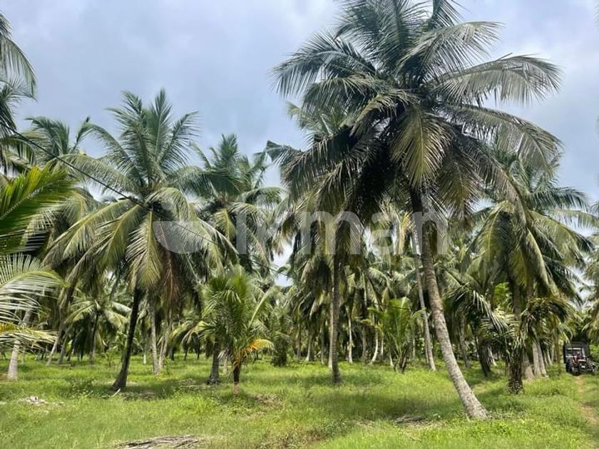 Arachchikattuwa : 14 acres young Coconut Estate for Sale | ikman