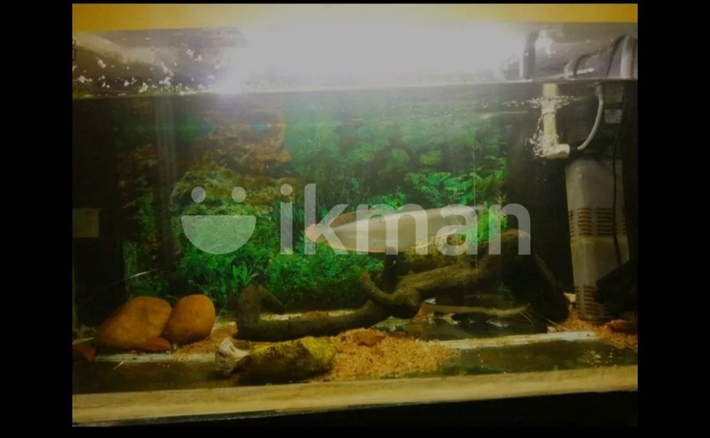 Silver Arowana Fish for Sale in Maharagama | ikman