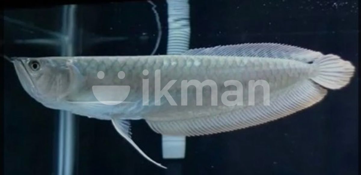 Arowana Fish for Sale in Kandy City | ikman