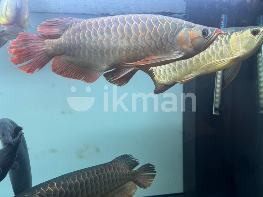 Arowana Fish for Sale in Colombo 15 | ikman