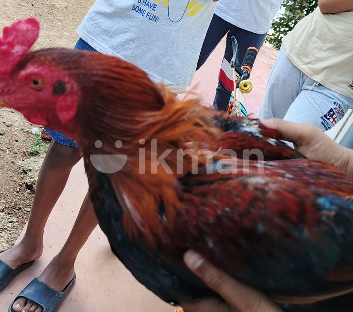 Aseel Rooster for Sale in Katugastota | ikman