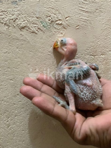 Baby Parrot Small Red in Colombo 12 | ikman