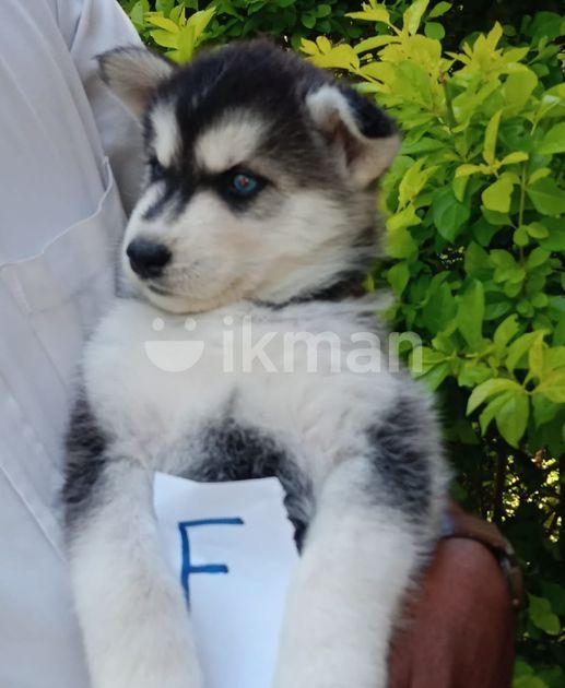 Husky Puppies for Sale in Badulla City | ikman