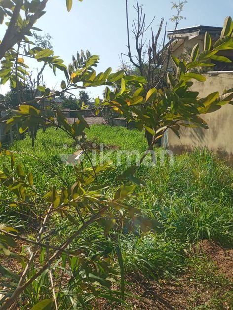 Bear Land in Mirihana Road Nugegoda | ikman