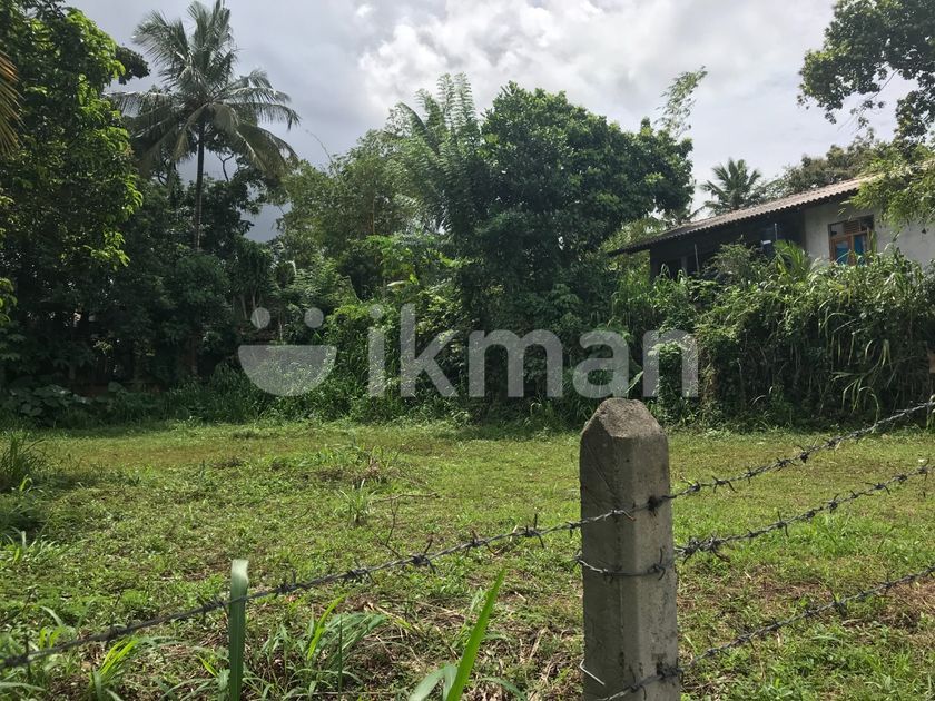 Bear Land Kalalgoda | ikman