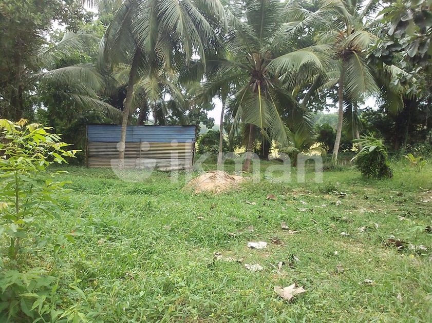 Beautiful Coconut Land with House for Sale Kurunagala | ikman