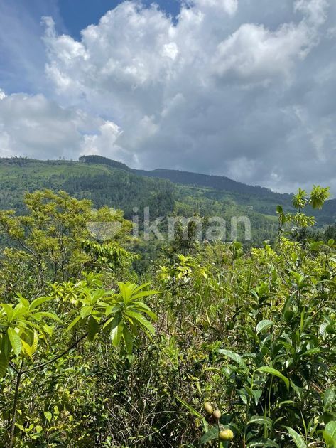 Beautiful Land in Kandy Bordering to Knuckles Mountain Range | ikman