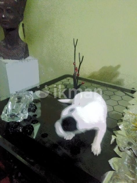 Dalmation Puppy for Sale in Kottawa | ikman