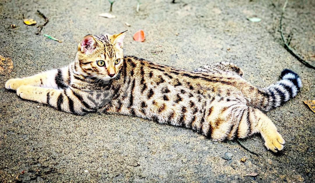 Bengal Cat විකිණීමට | නාවල | ikman