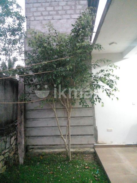 Benjamin Tree for Sale in Panadura | ikman