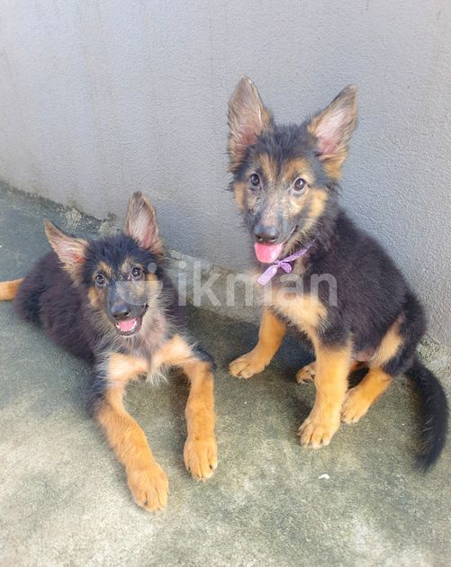 Big Bone Head Ckc Registered German Shepherd Puppies for Sale in ...