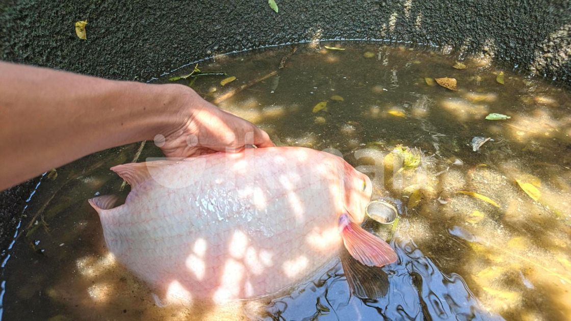 Giant Gourami for Sale in Gampaha City | ikman