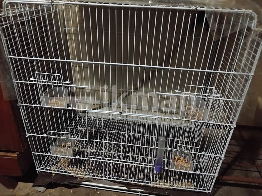 Bird Cage for Sale in Boralesgamuwa | ikman