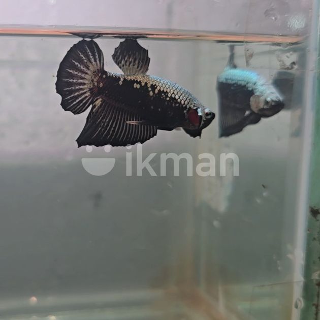 Black Samurai Betta Fish for Sale in Kottawa | ikman