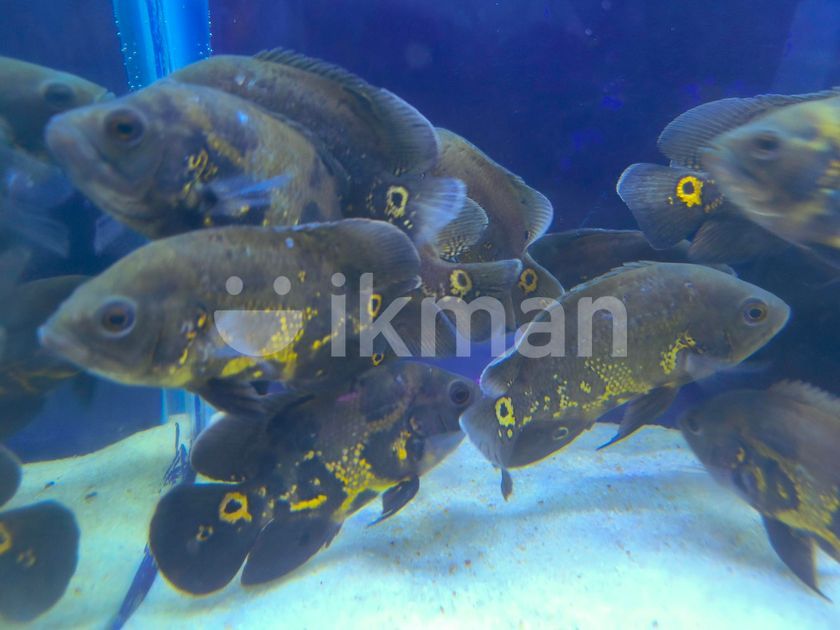 Oscar Fish for Sale in Chilaw | ikman