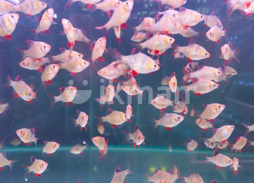 Blue Fin Tiger Barb for Sale in Colombo 2 | ikman