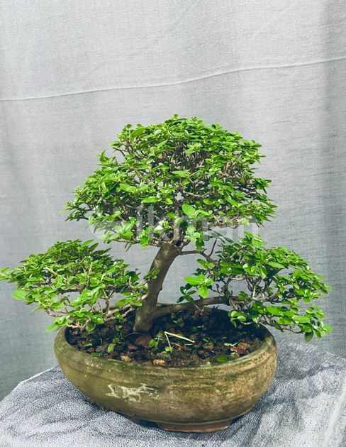 Bonsai plants for Sale | Kadawatha | ikman