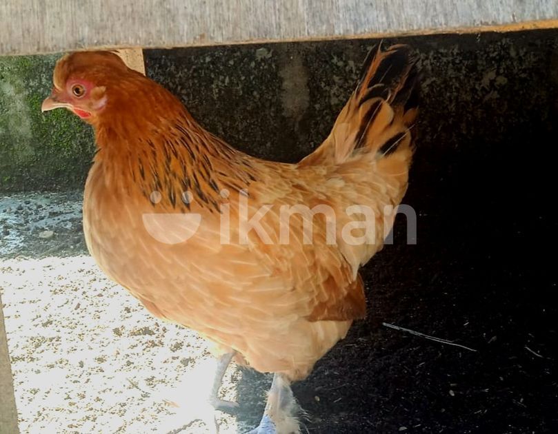 Boot Bentam Pair for Sale in Kandy City | ikman