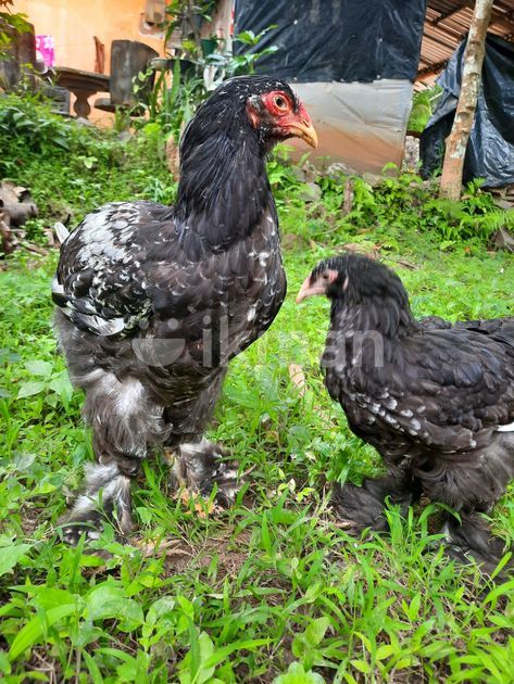 Brahma Molted Chicken for Sale in Mawanella | ikman