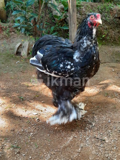 Brahma Mottled Rooster for Sale in Mawanella | ikman