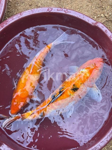 Koi Fish for Sale in Pilimatalawa | ikman