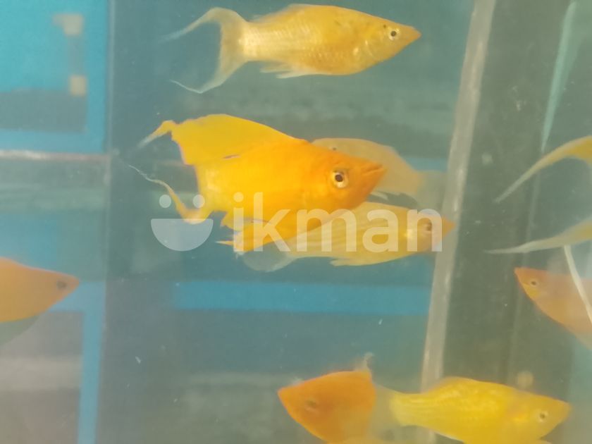 Breeding Size Molly Fish(xl) for Sale in Galle City | ikman