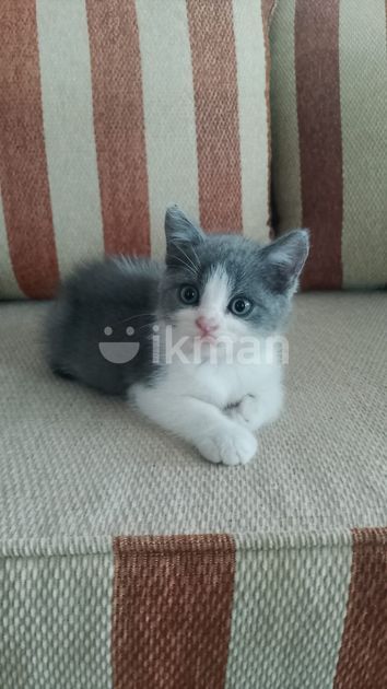 British Shorthair Cat for Sale in Kottawa | ikman