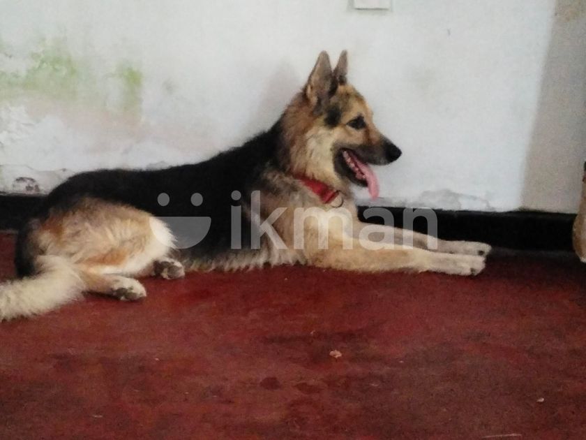 German Sheperd Dog for Kind Home for Sale in Maharagama | ikman
