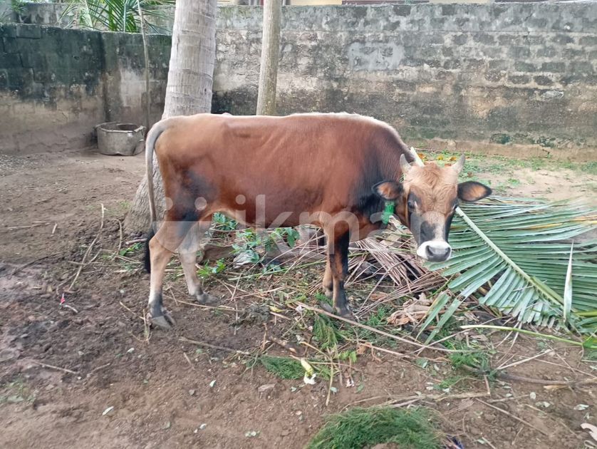 Bull Cow for Sale in Jaffna City | ikman