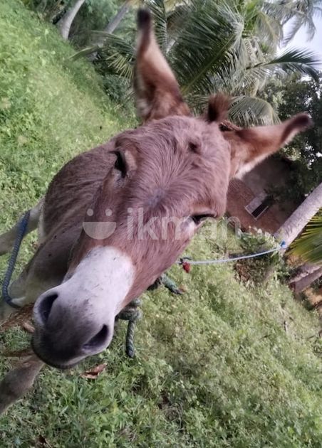 බූරුවන් for Sale in Chilaw | ikman