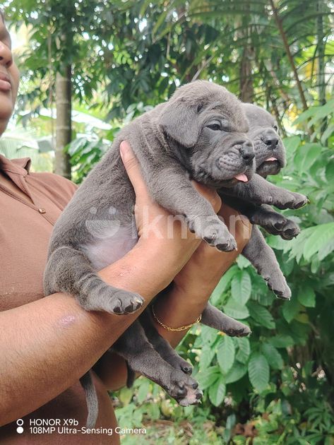 Cane Corso Puppies for Sale in Hanwella | ikman