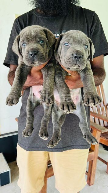 cane cruso puppy for sale in Divulapitiya | ikman