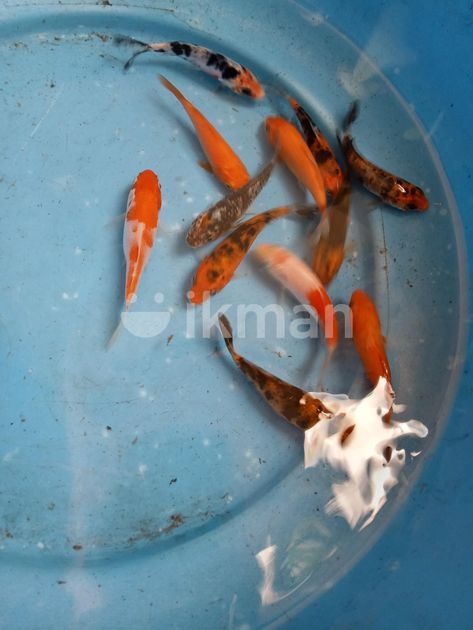 Carp Fish for Sale in Hanwella | ikman