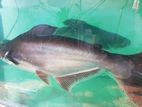Cat Fish for Sale in Nugegoda | ikman