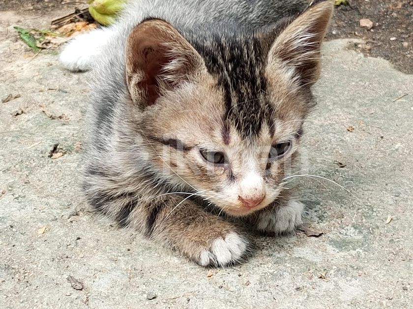 Cats for Kind Home for Sale in Katugastota | ikman
