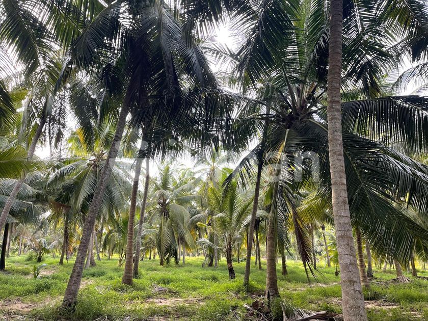Chilaw : 14 Acres Coconut Land for Sale in Arachchikattuwa | ikman