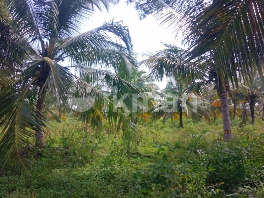 Chilaw 28 Acer Bare Land for Sale | ikman