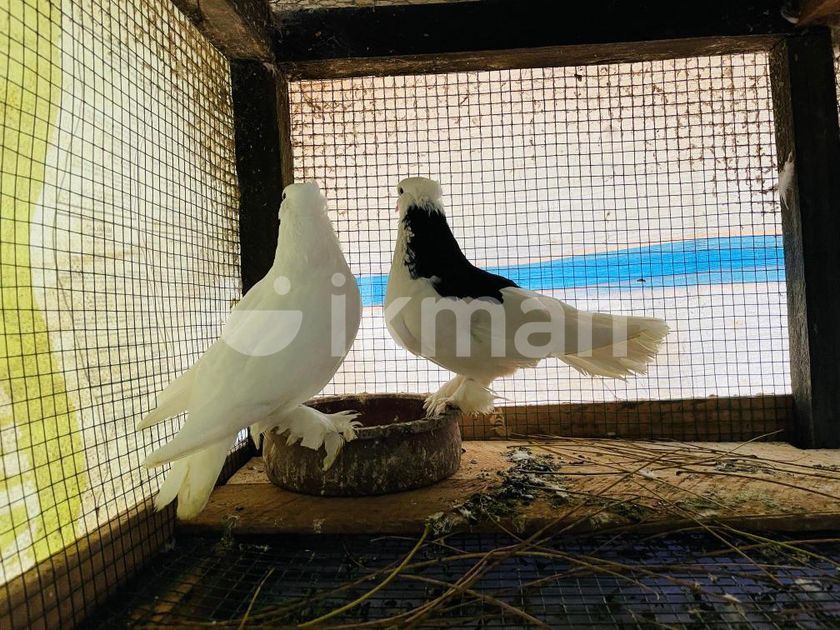 China Boot Pigeons for Sale in Pallepola | ikman