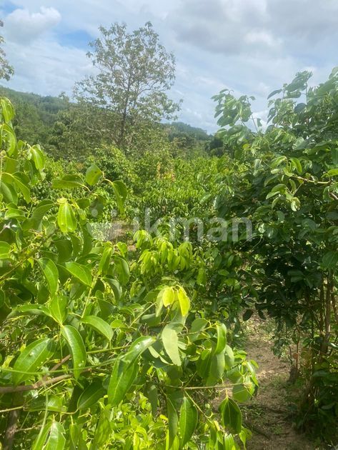 Cinnamon land for sale Hakmana (1005sm) | ikman
