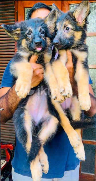 CKC Registered German Shepherd Female Puppies for Sale in Colombo 13 ...